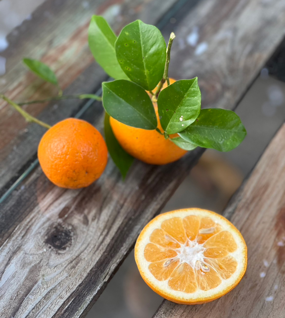 The Restoration of Nanzhuang Citrus Taiwanica – Dan Lepard