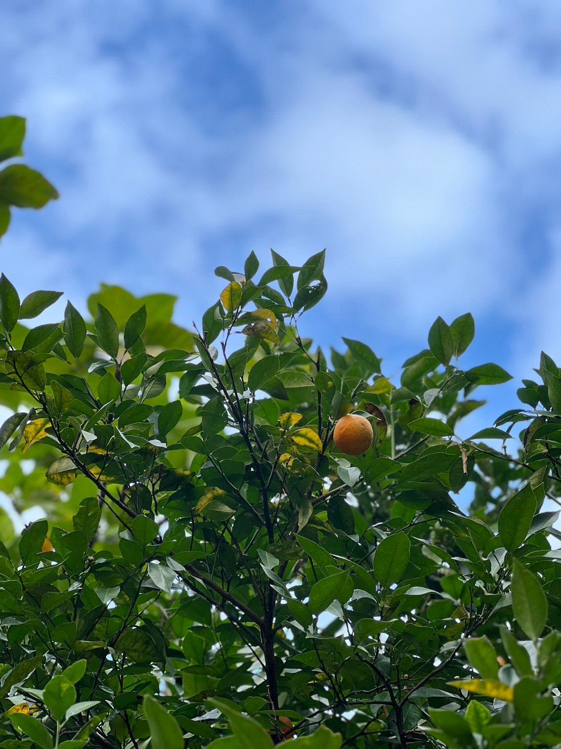 Nanzhuang Citrus Taiwanica, and the origin of today’s bitter oranges ...
